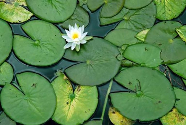 Model railroad pond - Model railroad layouts plansModel railroad ...