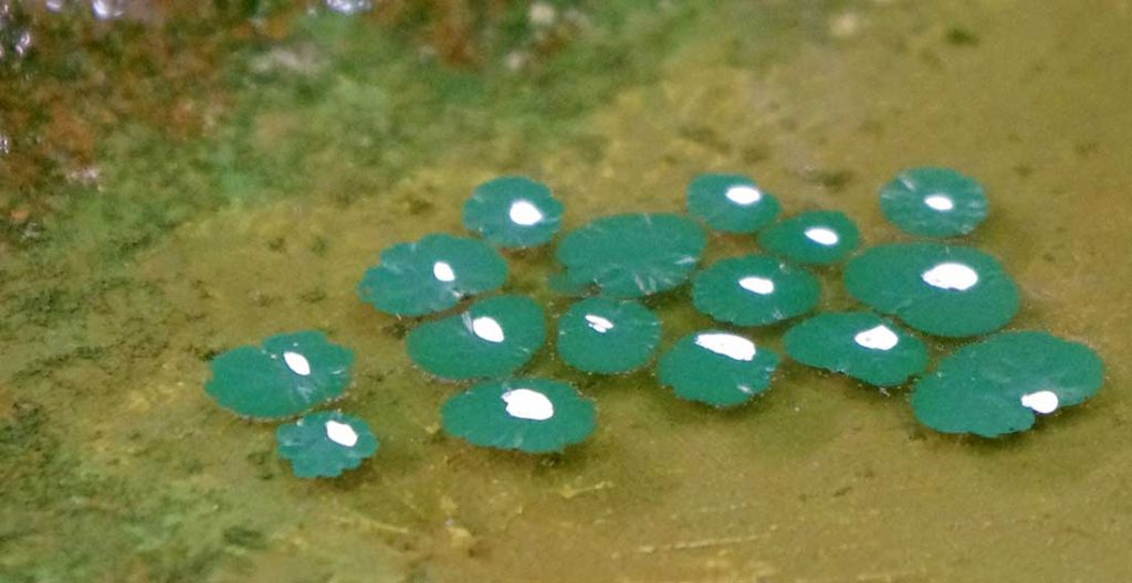 Model railroad pond - Model railroad layouts plansModel railroad ...