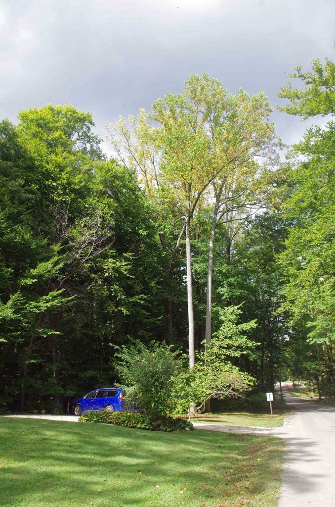 How to make model trees for a train layout - Model railroad layouts ...