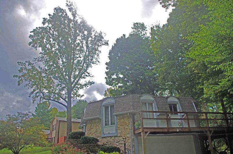 How to make model trees for a train layout - Model railroad layouts ...